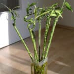 25 Plants for Good Luck (Cultivate Good Fortune) - Pond Informer