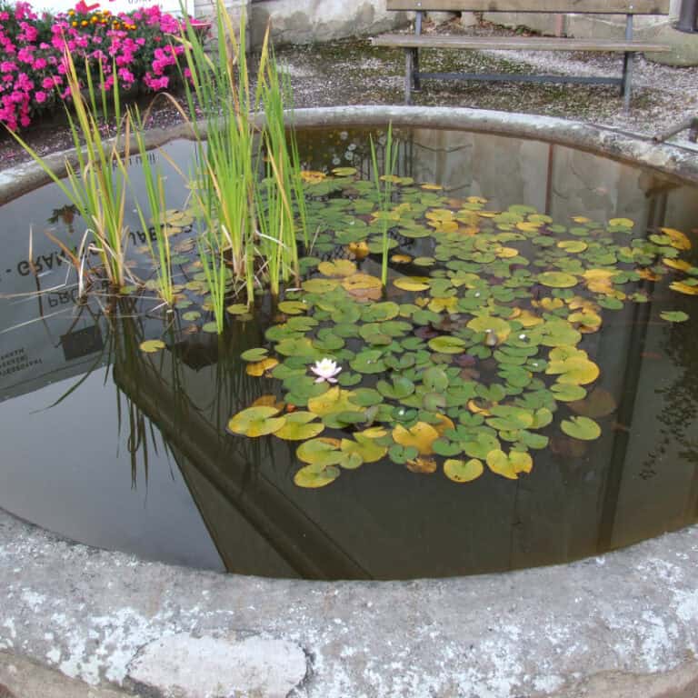 25 Small Koi Pond Designs - Pond Informer