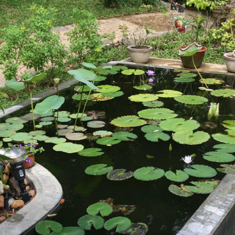 25 Small Koi Pond Designs - Pond Informer