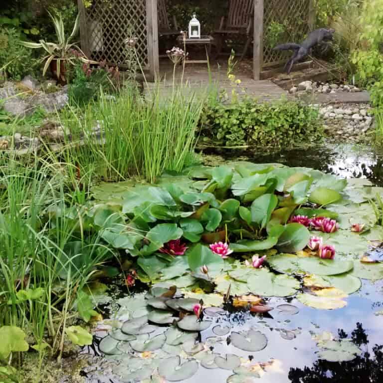 24 Small Wildlife Pond Designs (Eco-friendly) - Pond Informer