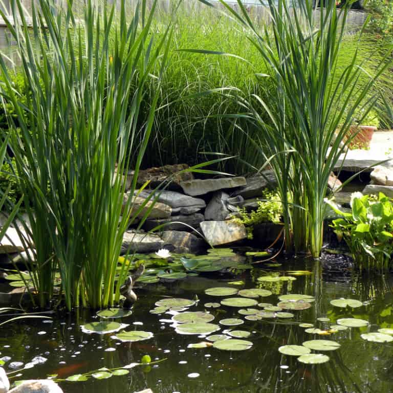 24 Small Wildlife Pond Designs (Eco-friendly) - Pond Informer