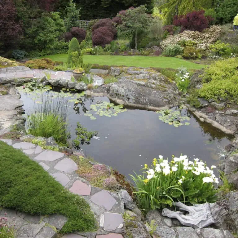 24 Small Wildlife Pond Designs (Eco-friendly) - Pond Informer