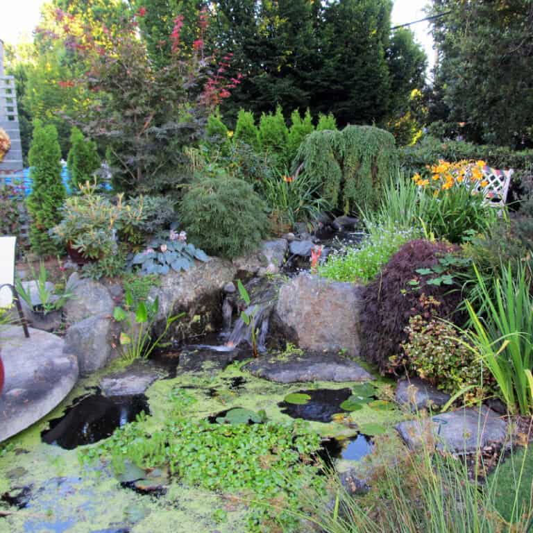 24 Small Wildlife Pond Designs (Eco-friendly) - Pond Informer