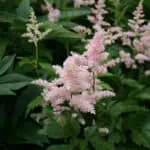 23 Shade Plants for Hardiness Zone 5 (Low-Light Picks) - Pond Informer