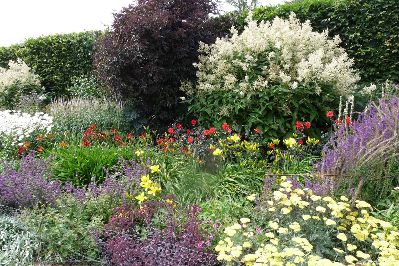 10 Plants for Around Borders (Top Picks) - Pond Informer