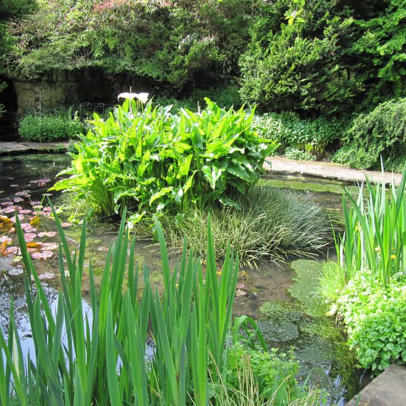 20 Heavily Planted Pond Designs - Pond Informer