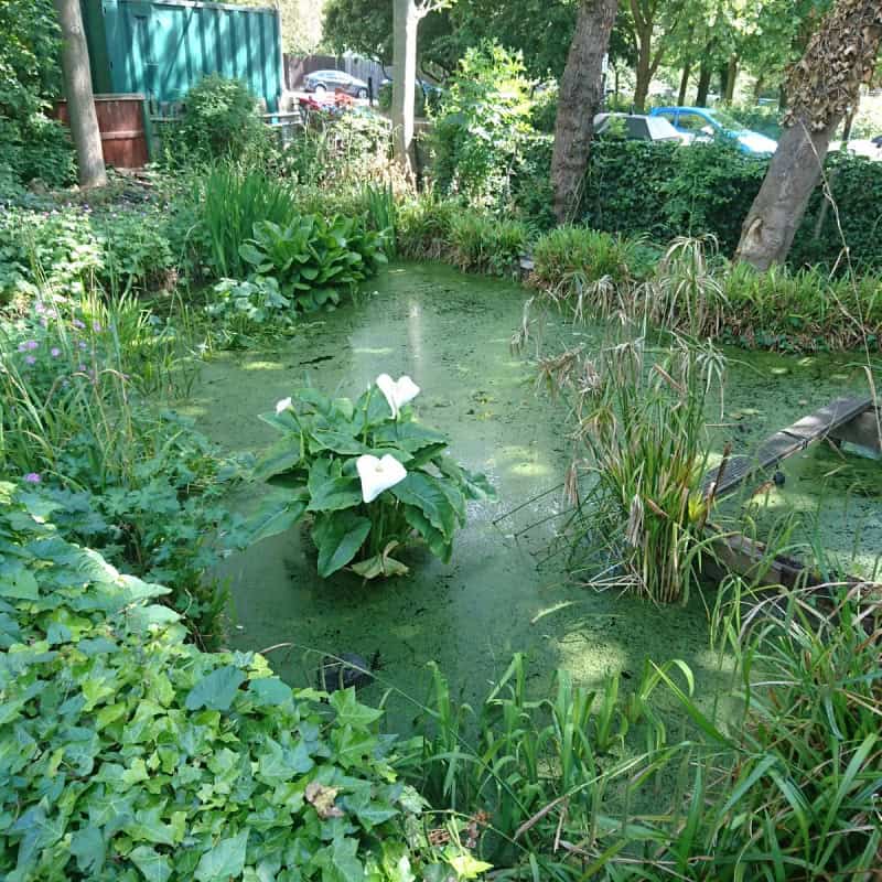 20 Heavily Planted Pond Designs - Pond Informer