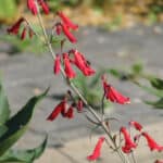 12 Plants for Hummingbirds (Top Picks) - Pond Informer