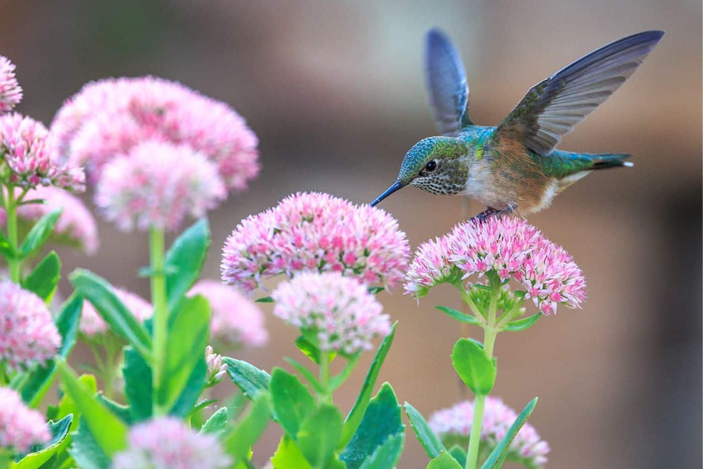 12 Plants for Hummingbirds (Top Picks) - Pond Informer