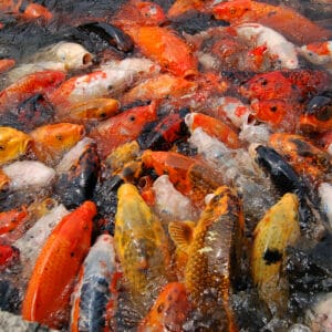Reasons Why Your Pond Plants Are Dying - Pond Informer