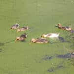 Reasons Why Your Pond Plants Are Dying - Pond Informer