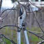 When to Prune Azaleas (Optimal Times) - Pond Informer