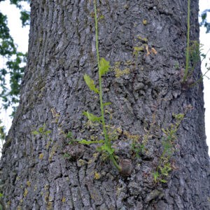 When to Prune Citrus Trees (Optimal Times) - Pond Informer