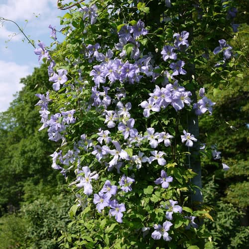When to Prune Clematis (Optimal Times) - Pond Informer