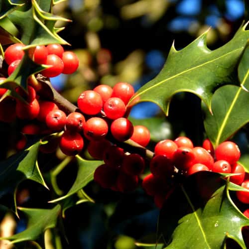 When to Prune Holly Bushes (Optimal Times) - Pond Informer