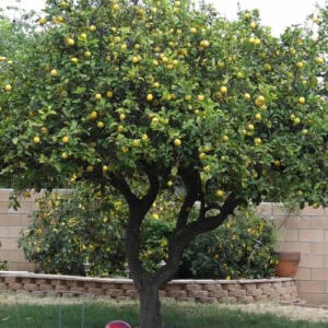 When to Prune Lemon Trees (Optimal Times) - Pond Informer