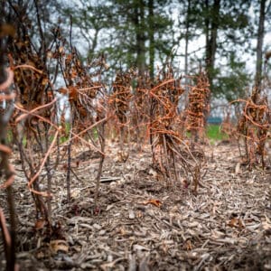When to Prune Roses (Optimal Times) - Pond Informer