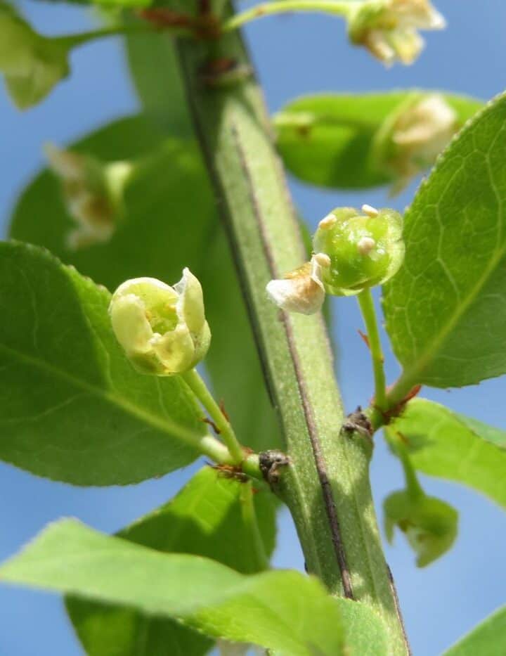 When to Prune Burning Bush (Optimal Times)