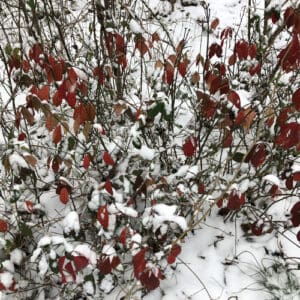 When to Prune Burning Bush (Optimal Times) - Pond Informer