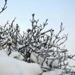 When to Prune Bushes (Optimal Times) - Pond Informer