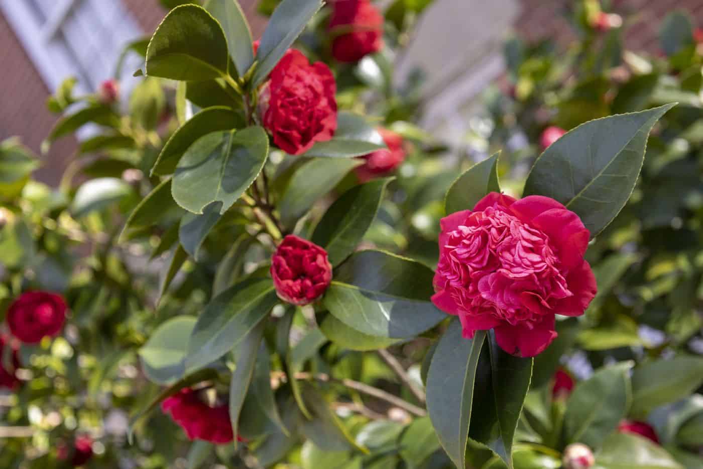 When to Prune Camellias (Optimal Times) - Pond Informer