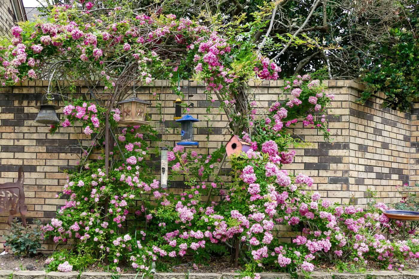 When to Prune Climbing Roses (Optimal Times) - Pond Informer
