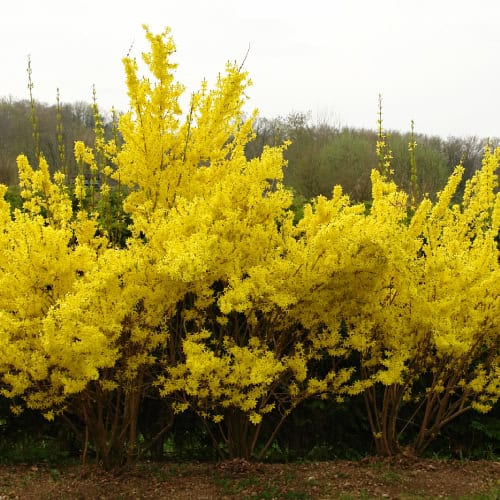 When to Prune Forsythias (Optimal Times) - Pond Informer