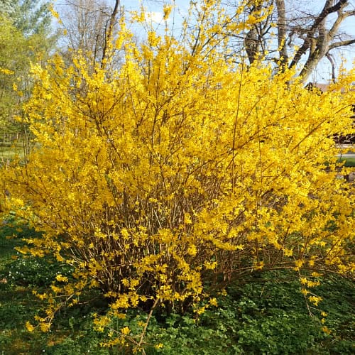 When to Prune Forsythias (Optimal Times) - Pond Informer