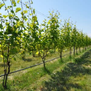 When to Prune Grapevines (Optimal Times) - Pond Informer