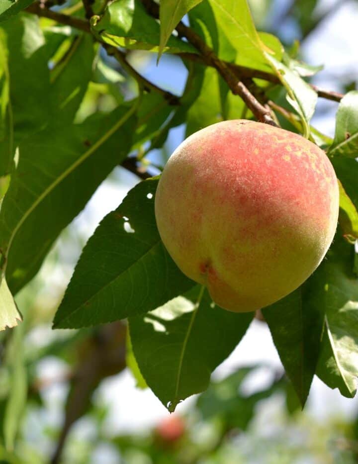 When to Prune Peach Trees (Optimal Times)