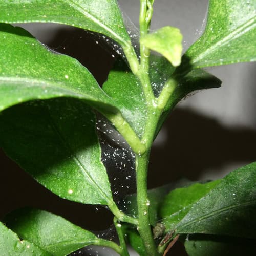When to Prune Peach Trees (Optimal Times) - Pond Informer