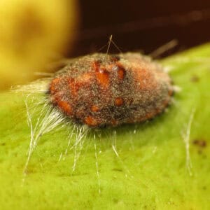 When to Prune Plum Trees (Optimal Times) - Pond Informer