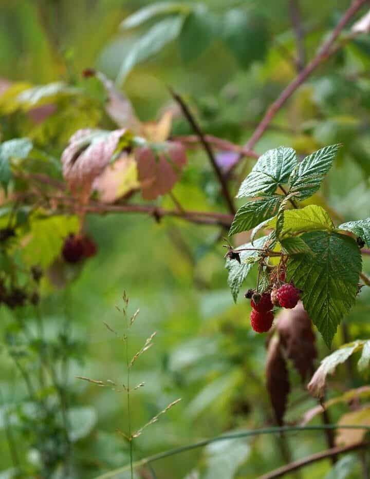 When to Prune Raspberries (Optimal Times)
