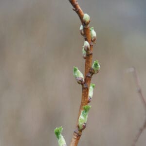 When to Prune Raspberries (Optimal Times) - Pond Informer