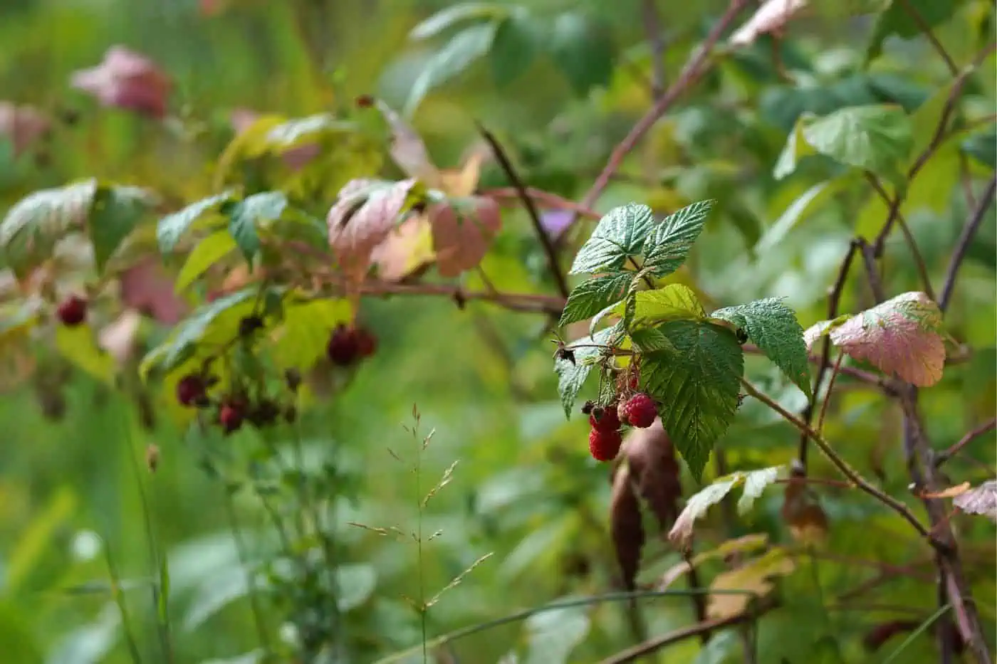When to Prune Raspberries (Optimal Times) - Pond Informer