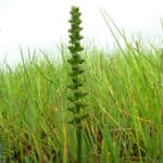 10 Pond Plants for Australia (Native Picks) - Pond Informer