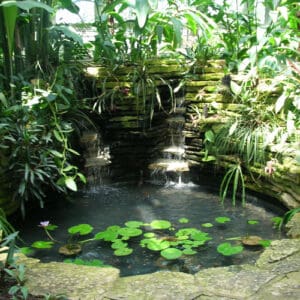 9 Plants for Mini Ponds (Miniature Picks) - Pond Informer