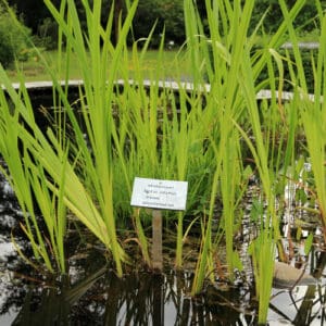 10 Wild Pond Plants (US Natives) - Pond Informer