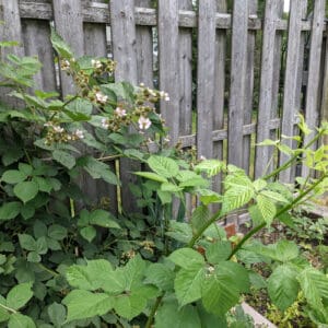 When to Prune Blackberries (Optimal Times) - Pond Informer