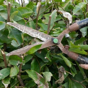 When to Prune Blackberries (Optimal Times) - Pond Informer