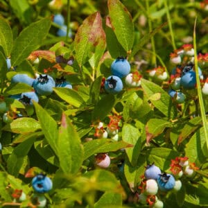 When to Prune Blueberries (Optimal Times) - Pond Informer