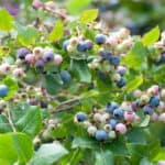 When to Prune Blueberries (Optimal Times) - Pond Informer