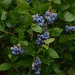 When to Prune Blueberries (Optimal Times) - Pond Informer