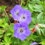 When to Prune Geraniums (Optimal Times) - Pond Informer