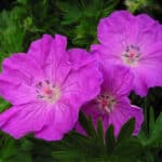 When to Prune Geraniums (Optimal Times) - Pond Informer