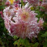 When to Prune Mums (Optimal Times) - Pond Informer