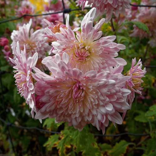 When to Prune Mums (Optimal Times) - Pond Informer