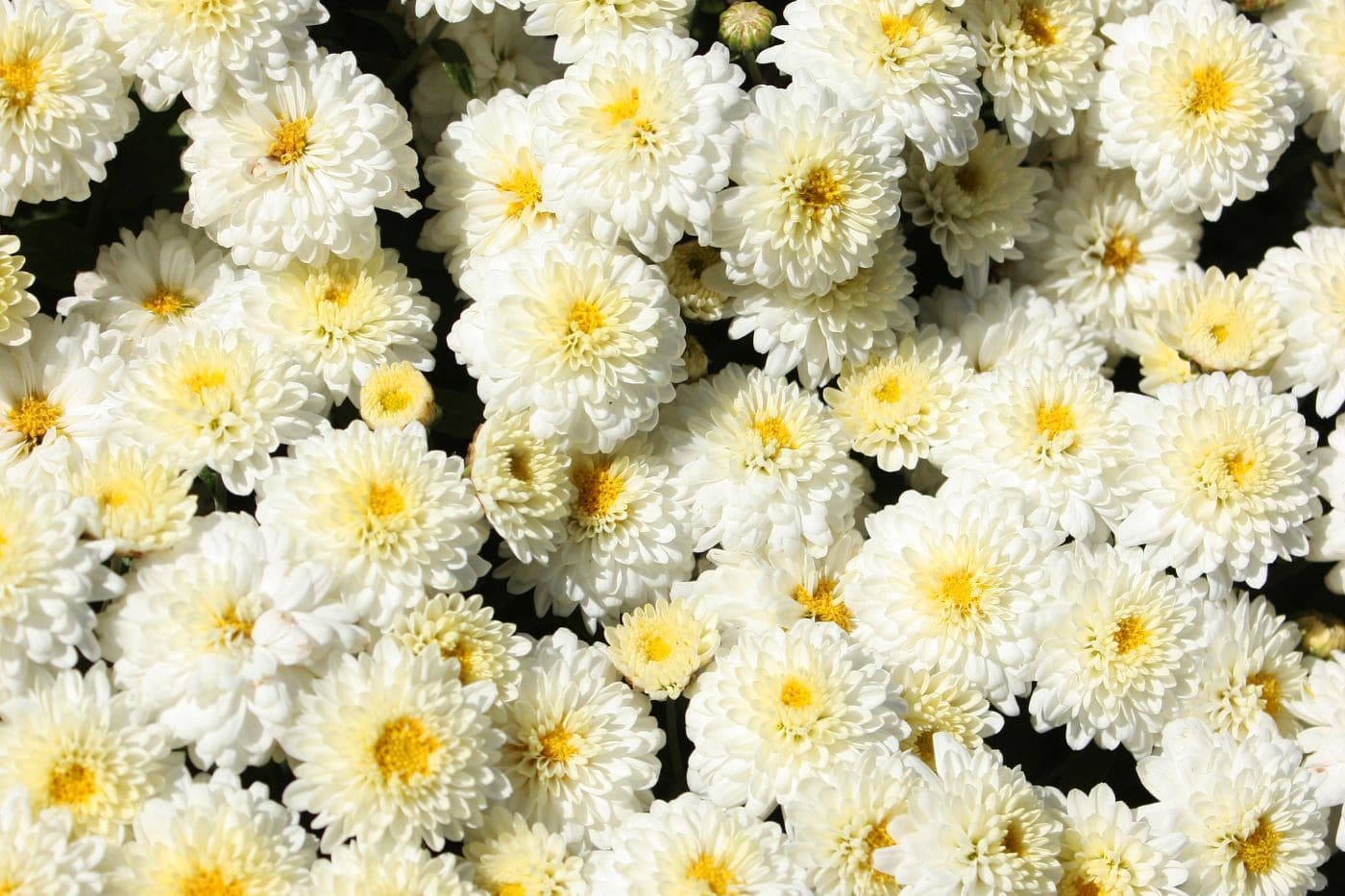 When to Prune Mums (Optimal Times) - Pond Informer