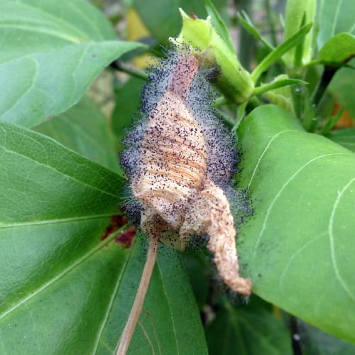 When to Prune Peonies (Optimal Times) - Pond Informer