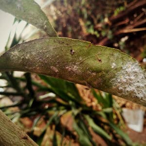 When to Prune Weigela (Optimal Times) - Pond Informer